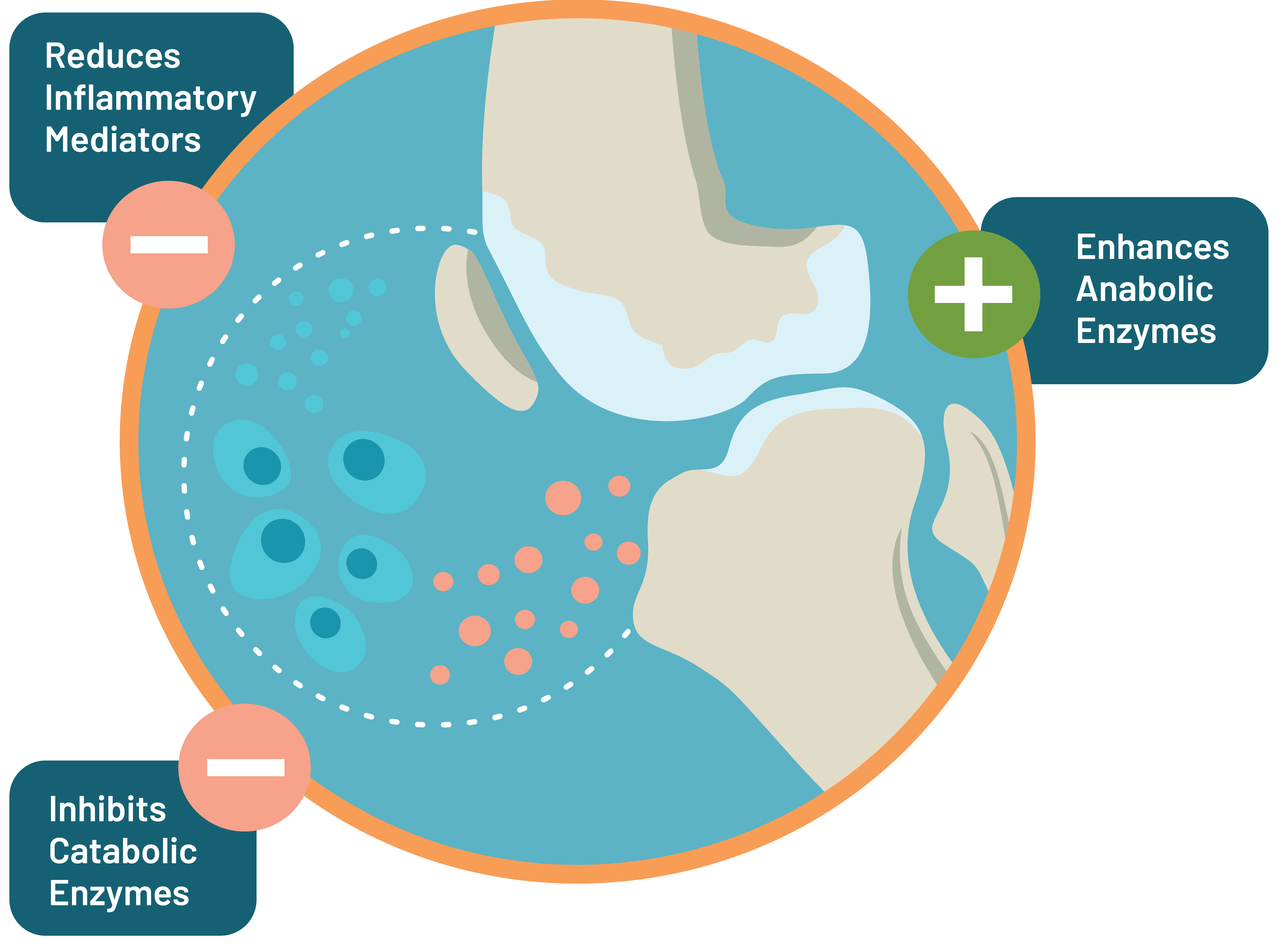 The specific mechanism of action of Adequan® in canine joints is not ...